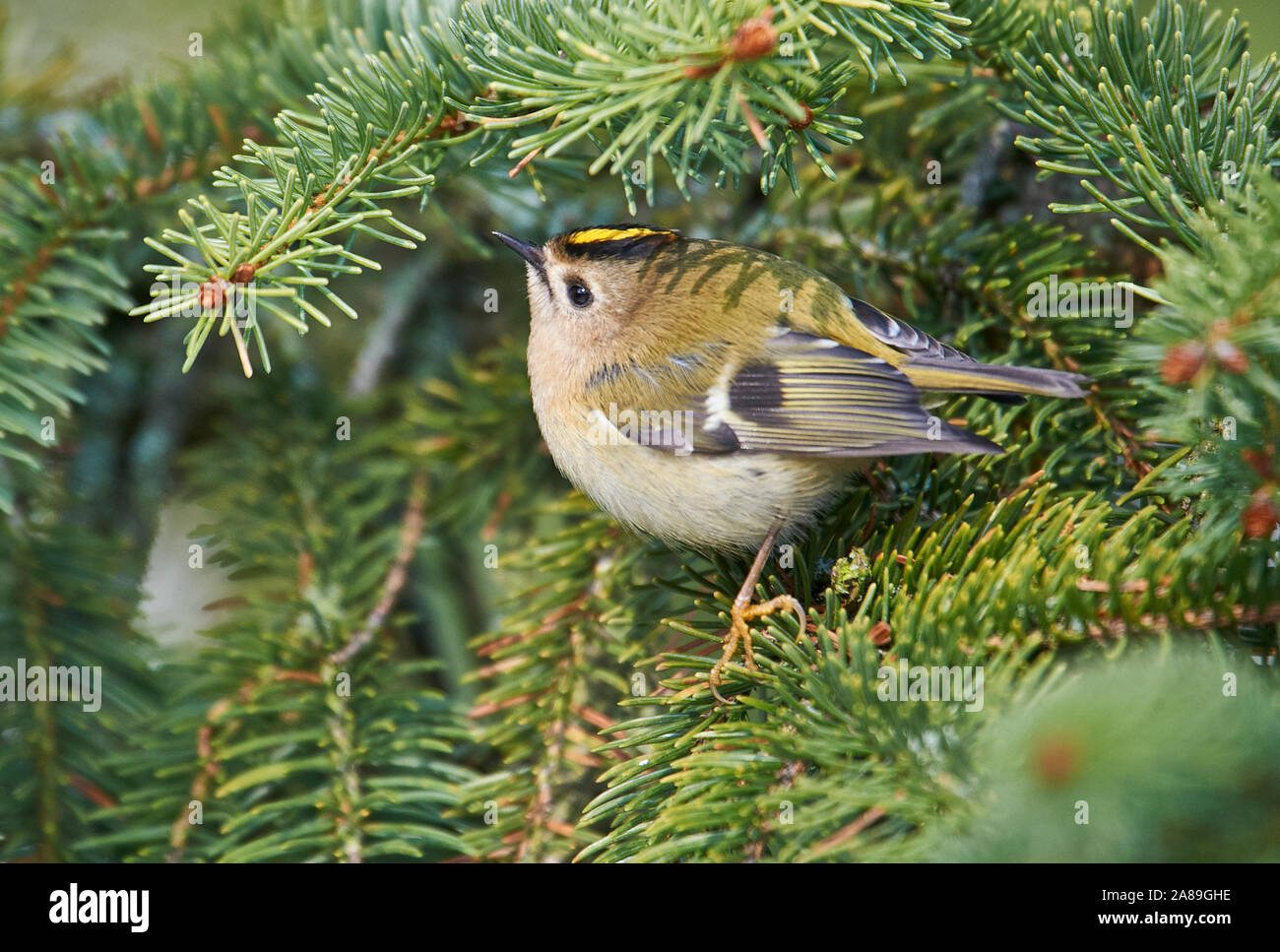 Goldcrest england hi-res stock photography and images - Alamy