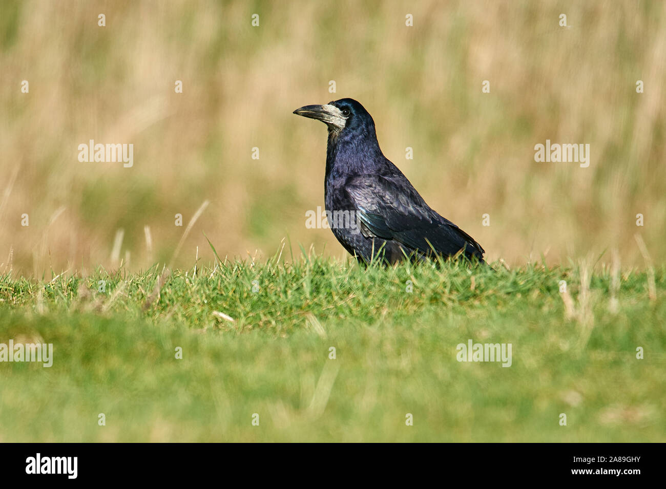 Rook (Corvus frugilegus), Elmley Marshes RSPB Reserve, England Stock ...