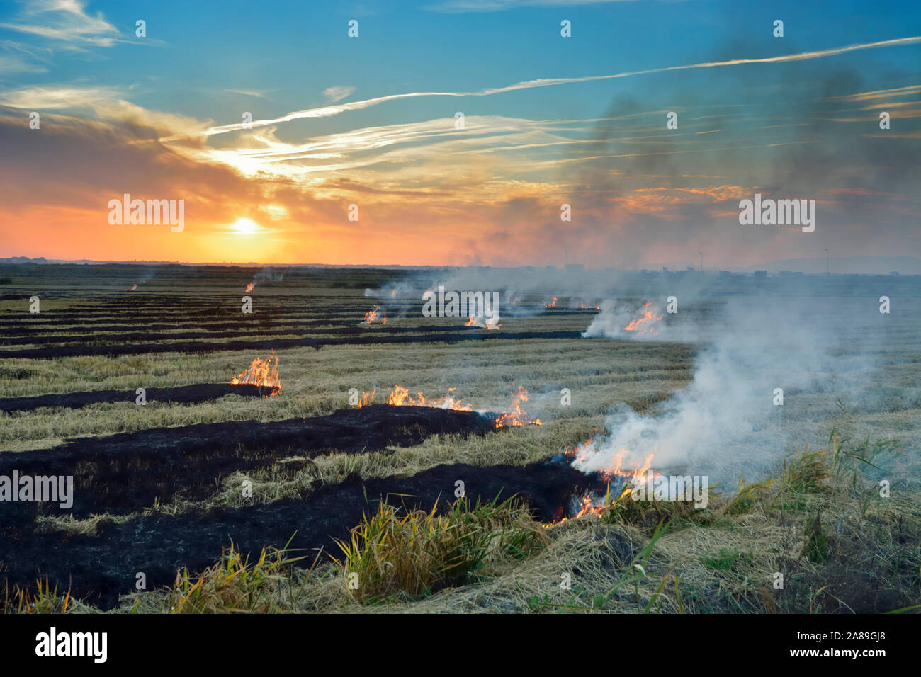 Fire rice hi-res stock photography and images - Alamy