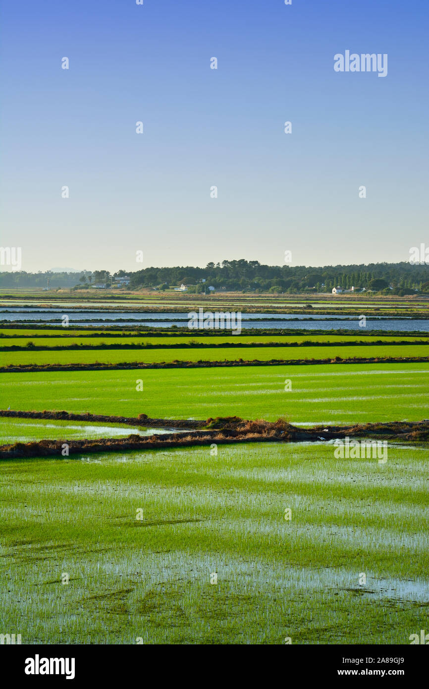 Rice fields. Comporta, Alentejo, Portugal Stock Photo - Alamy