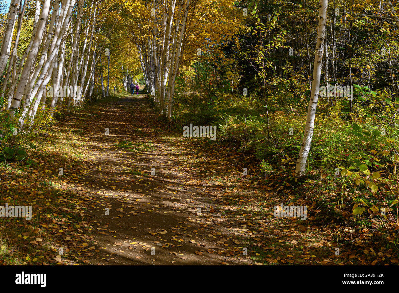 Walking Under Canopy High Resolution Stock Photography and Images - Alamy