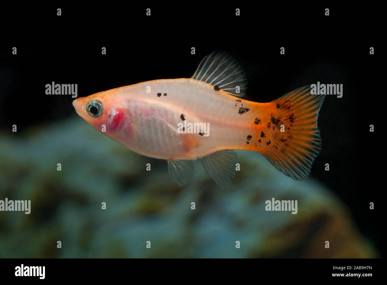 Xiphophorus maculatus Silver Pink,Spiegel Platy,Maculatus-Platy Stock ...