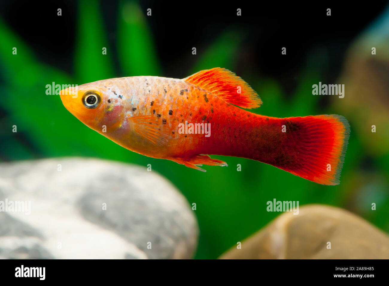 Variegated platy hi-res stock photography and images - Alamy