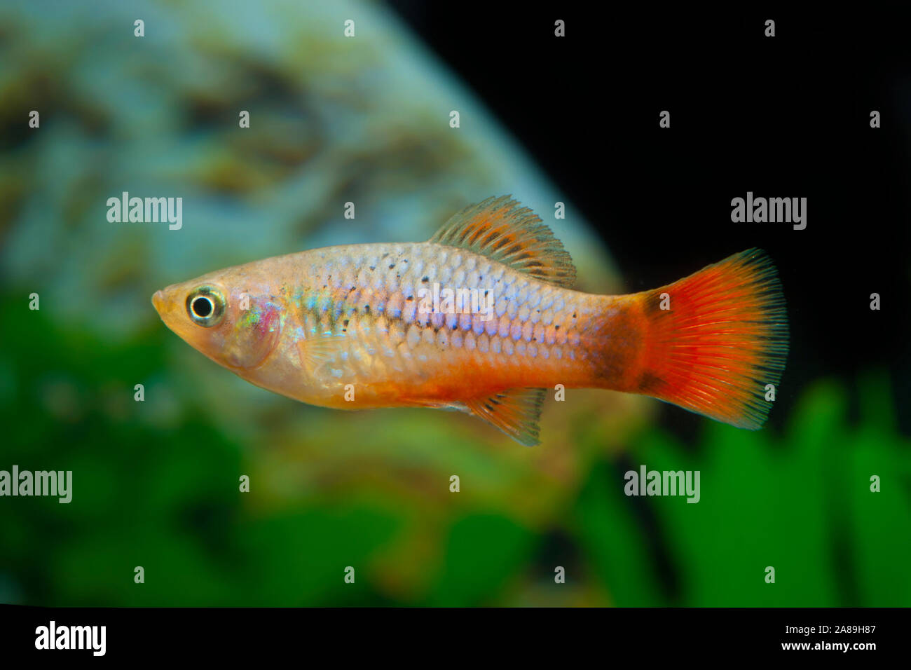 Xiphophorus variatus Blau,Variatus-Platy,Variegated Platy Stock Photo ...