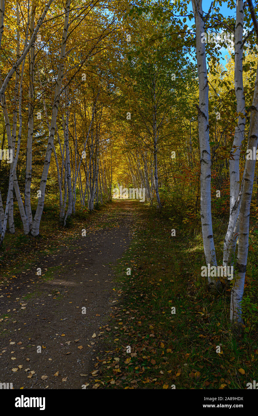 Walking under canopy hi-res stock photography and images - Alamy