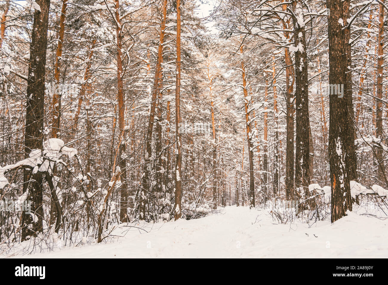Spruce under snow hi-res stock photography and images - Alamy