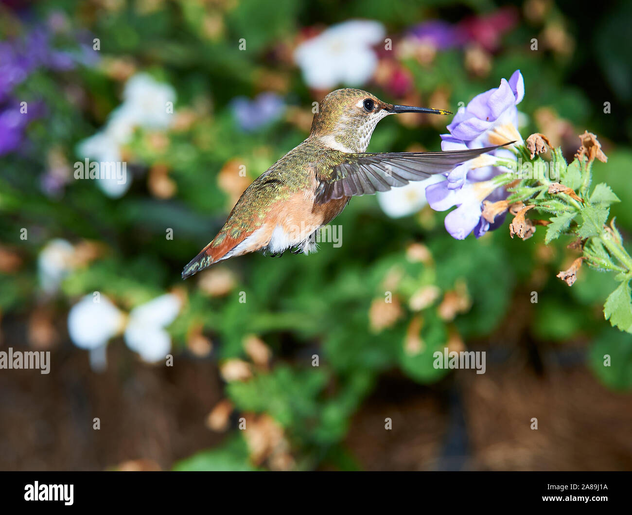 Female rufous hummingbird hi-res stock photography and images - Alamy