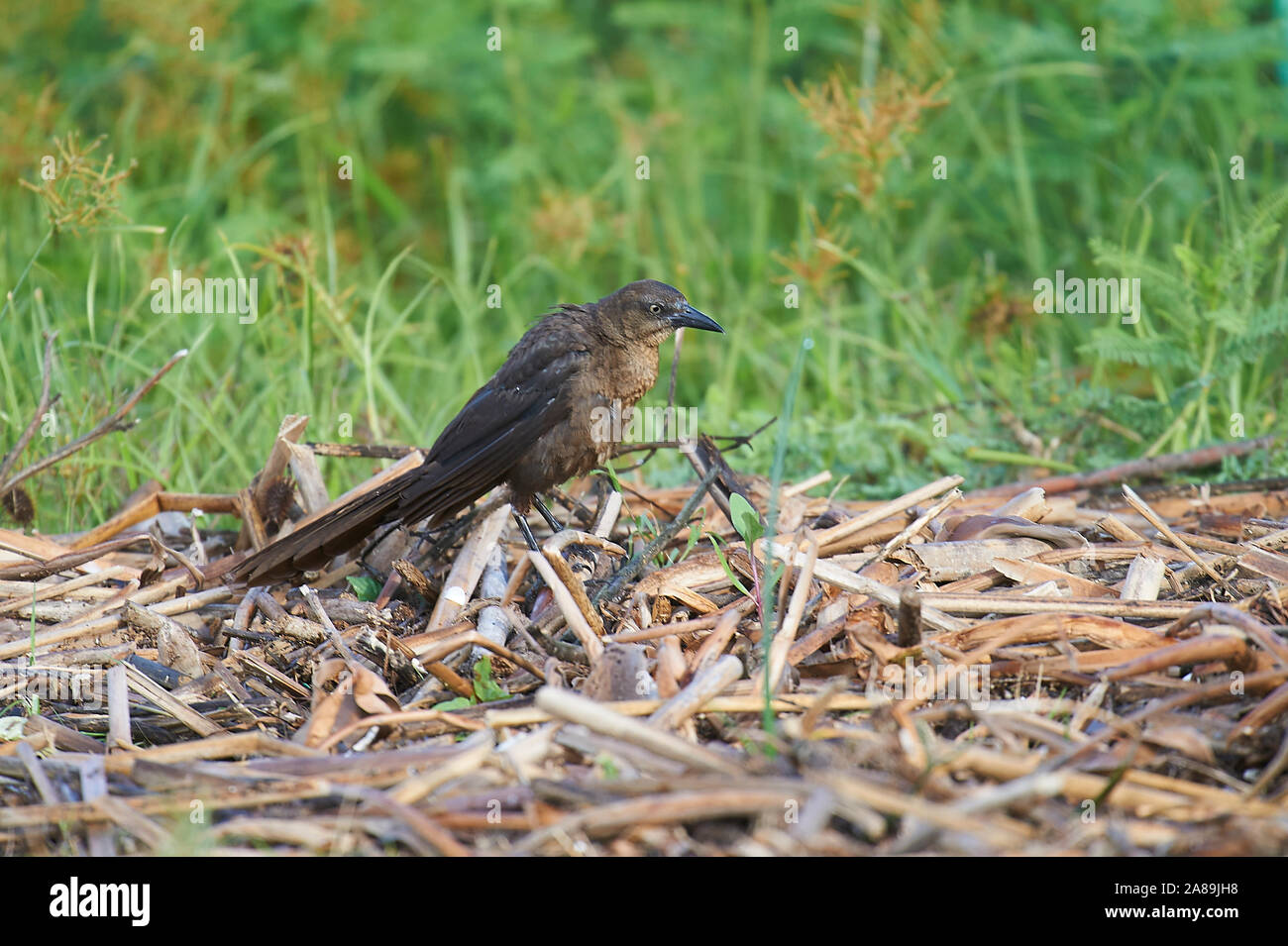 Great-tailed Grackle (Quiscalus mexicanus) Lake Chapala, Ajijic ...