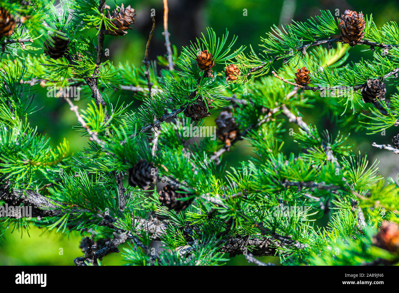 Cones on the green cedar. Coniferous plants and their seeds Stock Photo ...