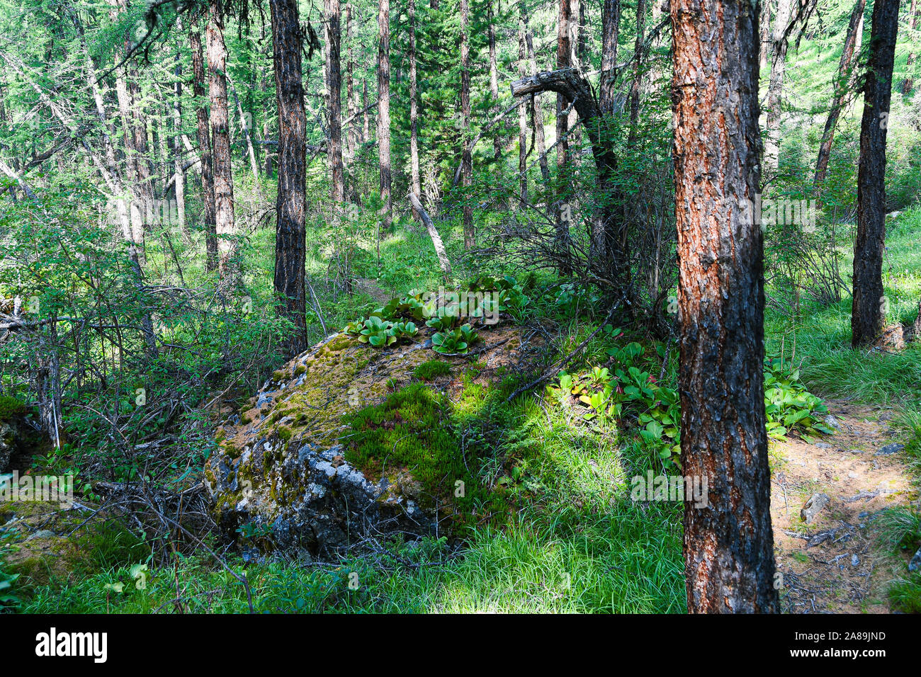 Siberian taiga forest hi-res stock photography and images - Alamy