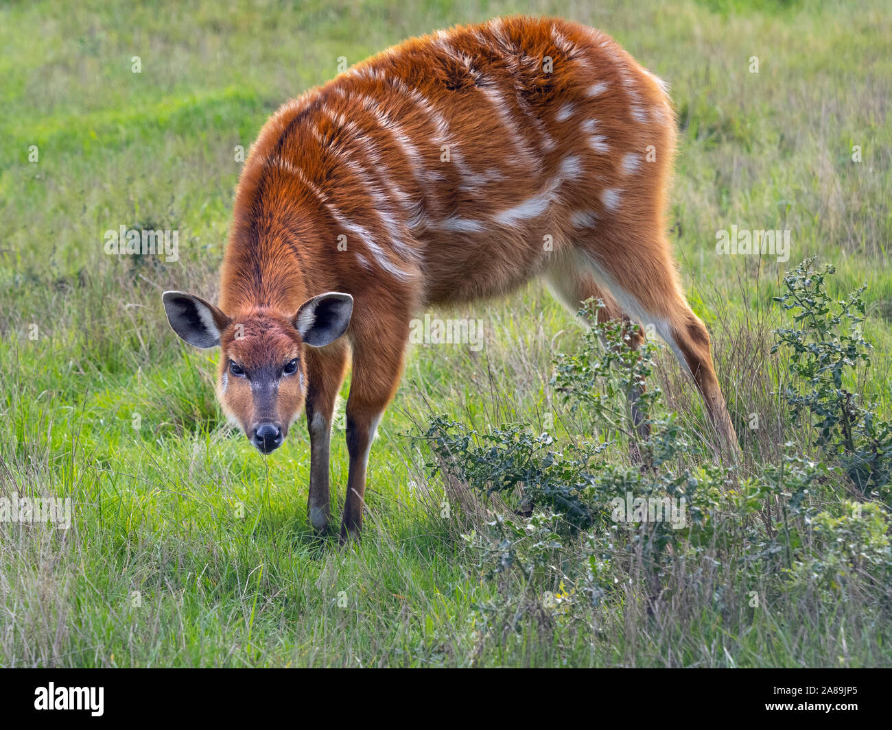 Female Sitatunga or marshbuck Tragelaphus spekii Stock Photo - Alamy