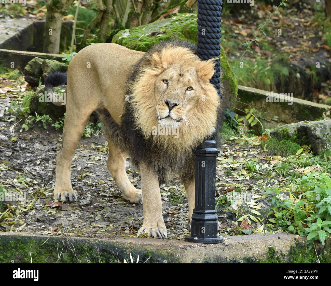 London, UK. 07th Nov, 2019. Bhanu the male lion gets to grips with a ...
