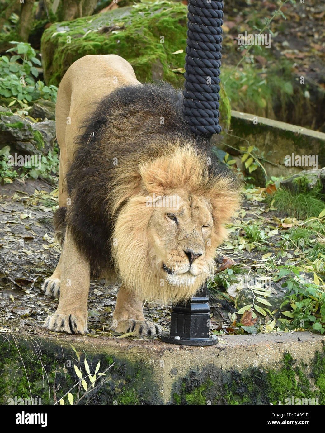 London, UK. 07th Nov, 2019. Bhanu the male lion gets to grips with a ...
