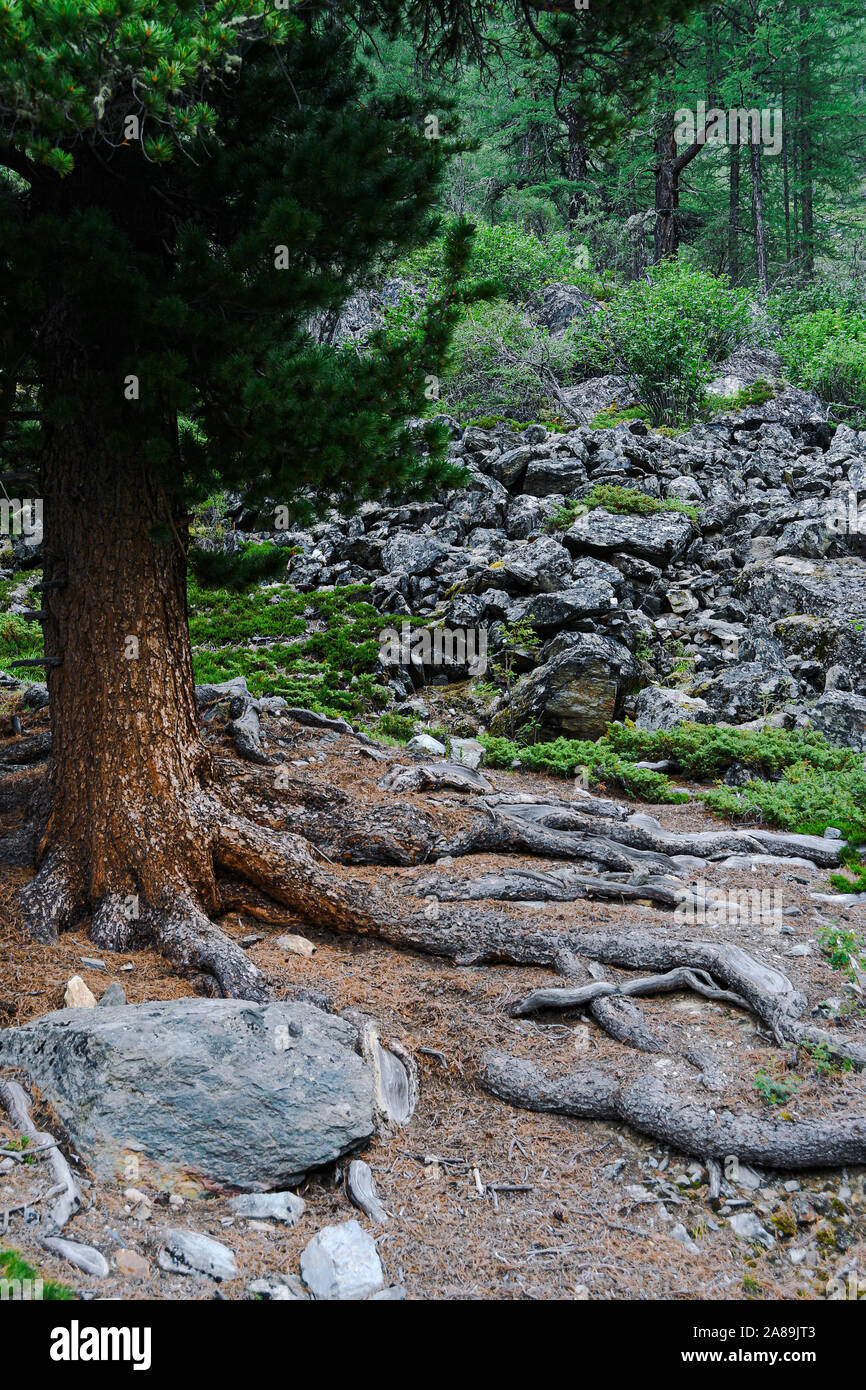 Hiking trail with tree roots in the forest hi-res stock photography and ...