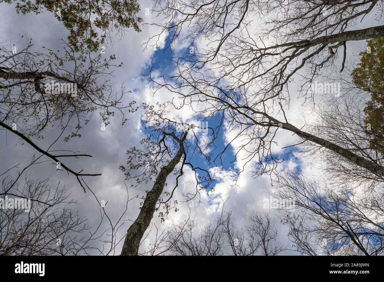 Trees reaching up toward the clouds and a beautiful blue sky in Upstate ...