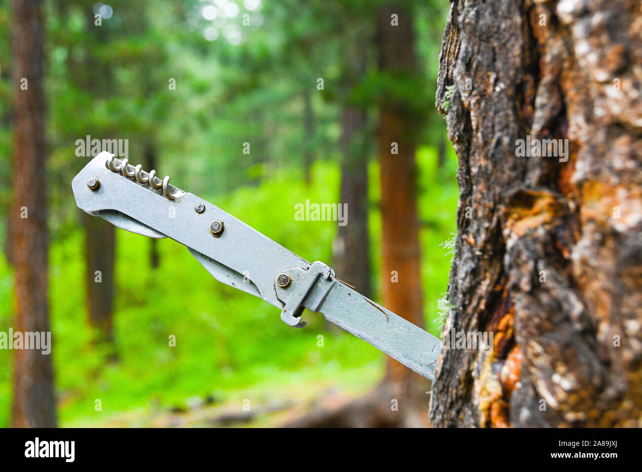 Metal tourist folding knife stuck in tree trunk Stock Photo - Alamy