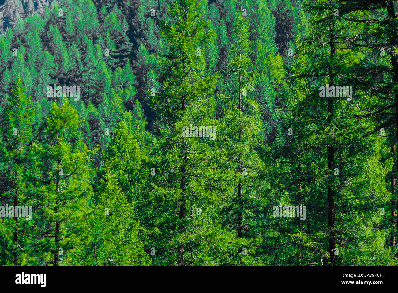 Dense treetop hi-res stock photography and images - Alamy