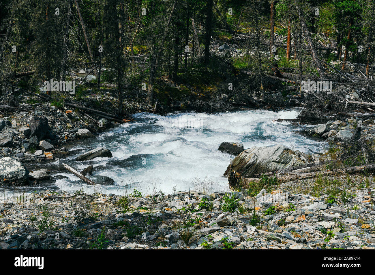 Siberian taiga hi-res stock photography and images - Alamy