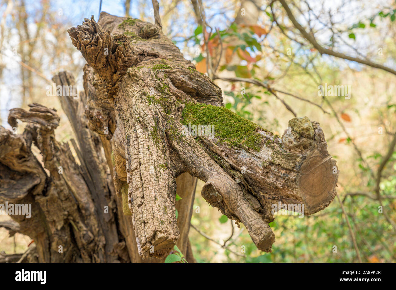 Snapped tree limb hi-res stock photography and images - Alamy