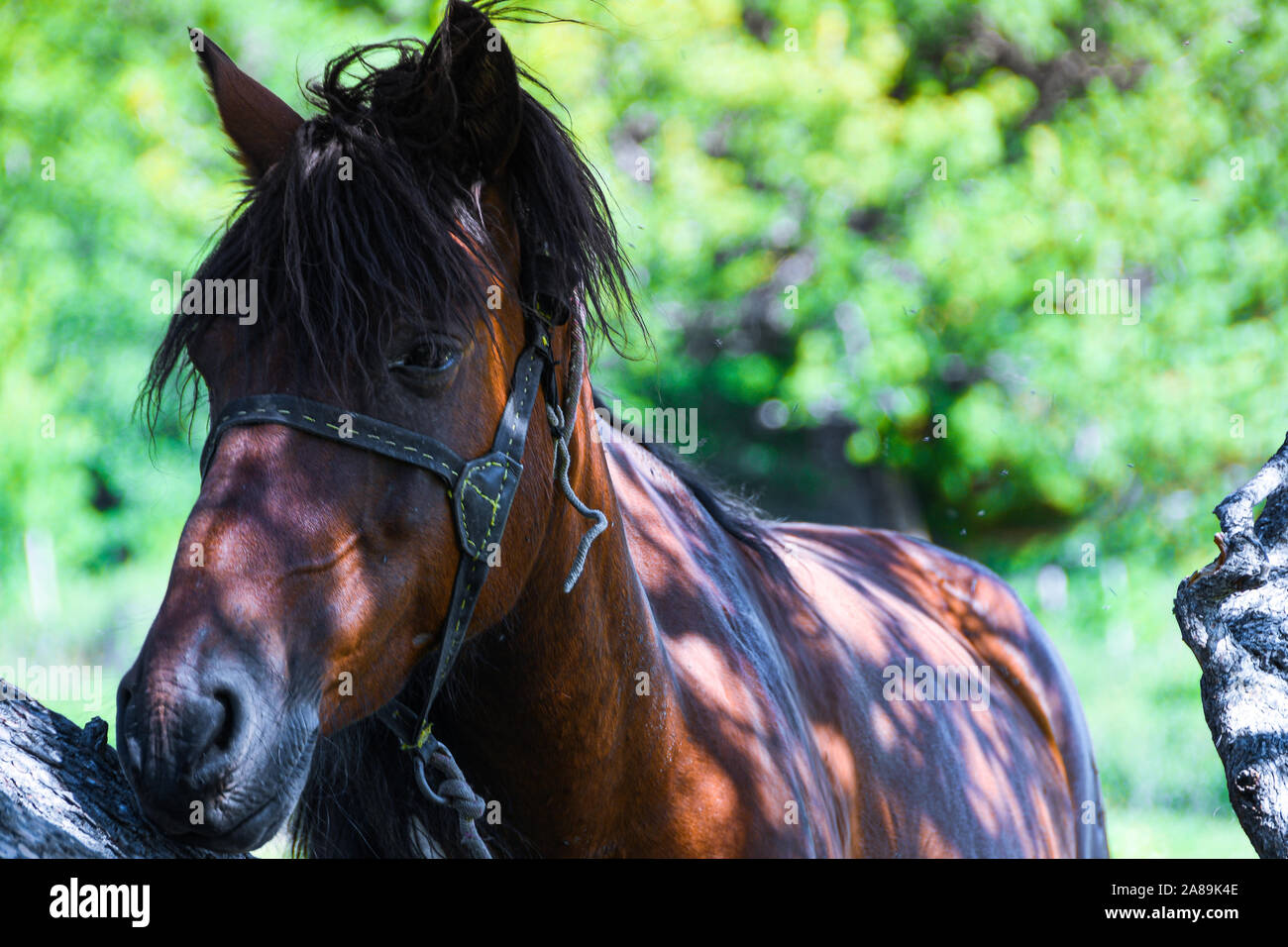 Horse under the tree hi-res stock photography and images - Alamy