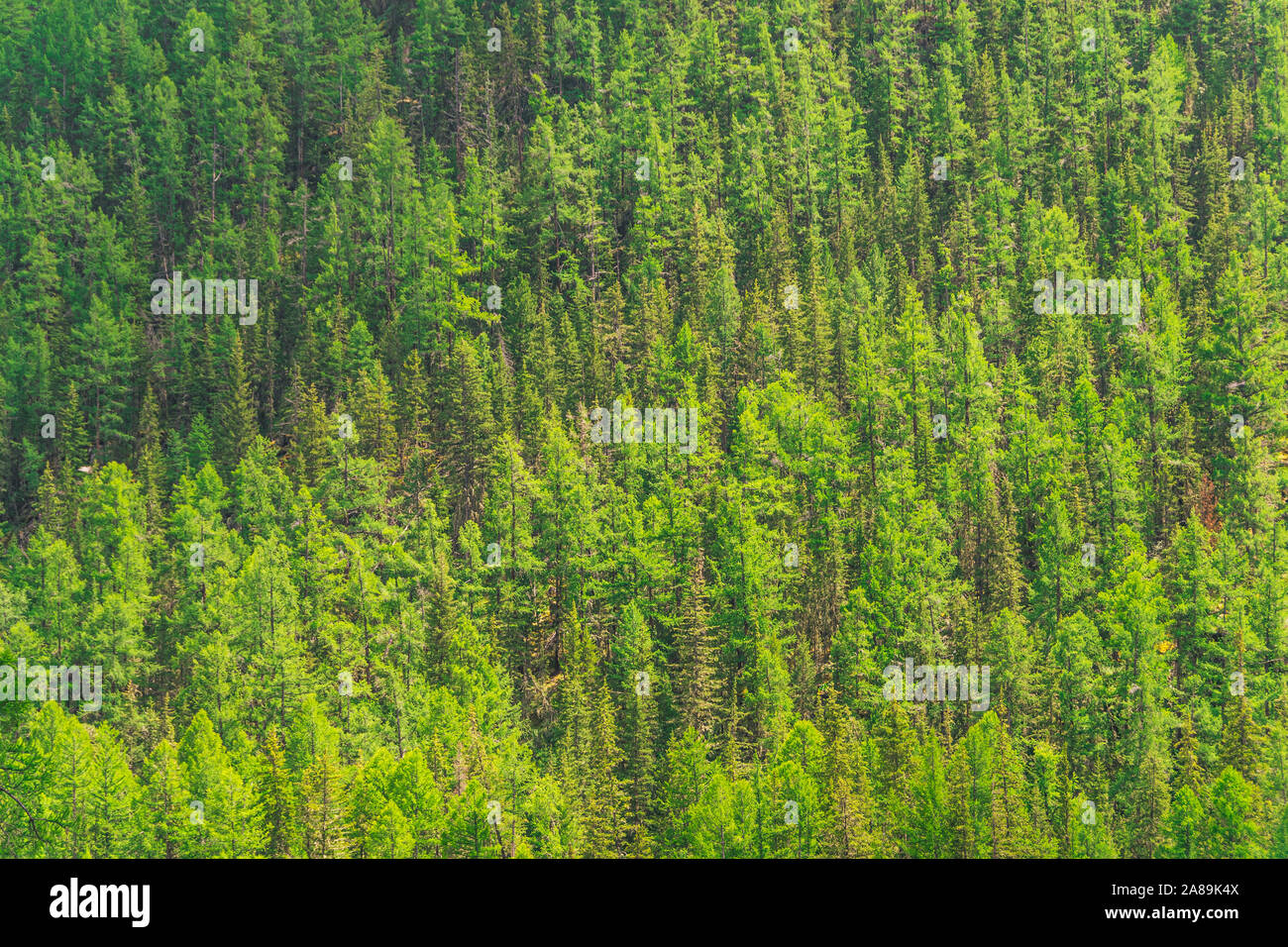 Green trees on the hill. The slope is covered with coniferous forest ...