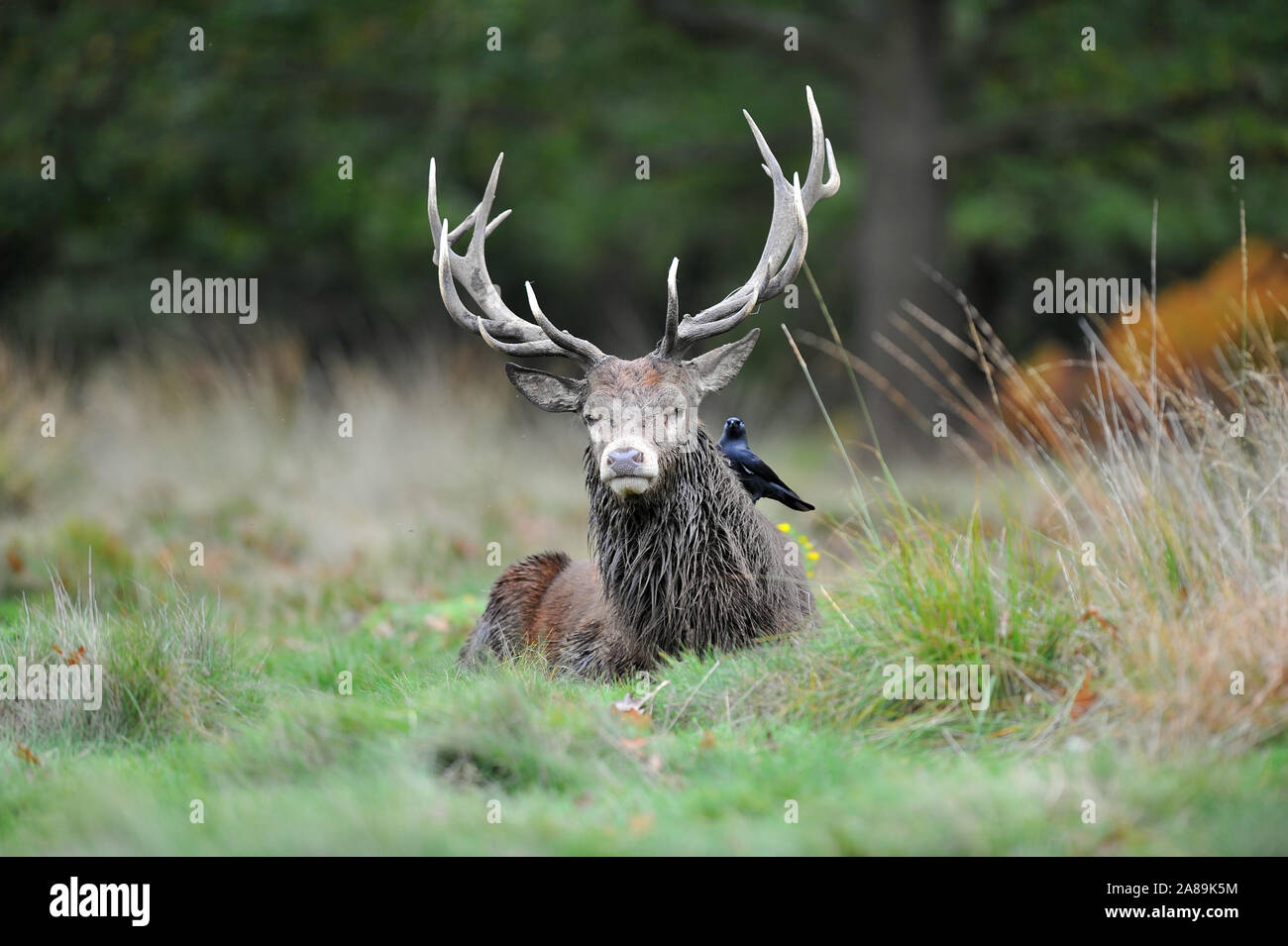 Highland stag hi-res stock photography and images - Alamy