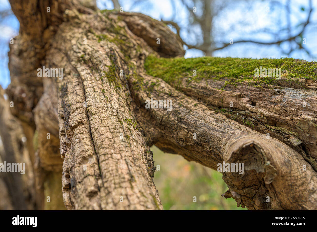 Branch snapped off hi-res stock photography and images - Alamy