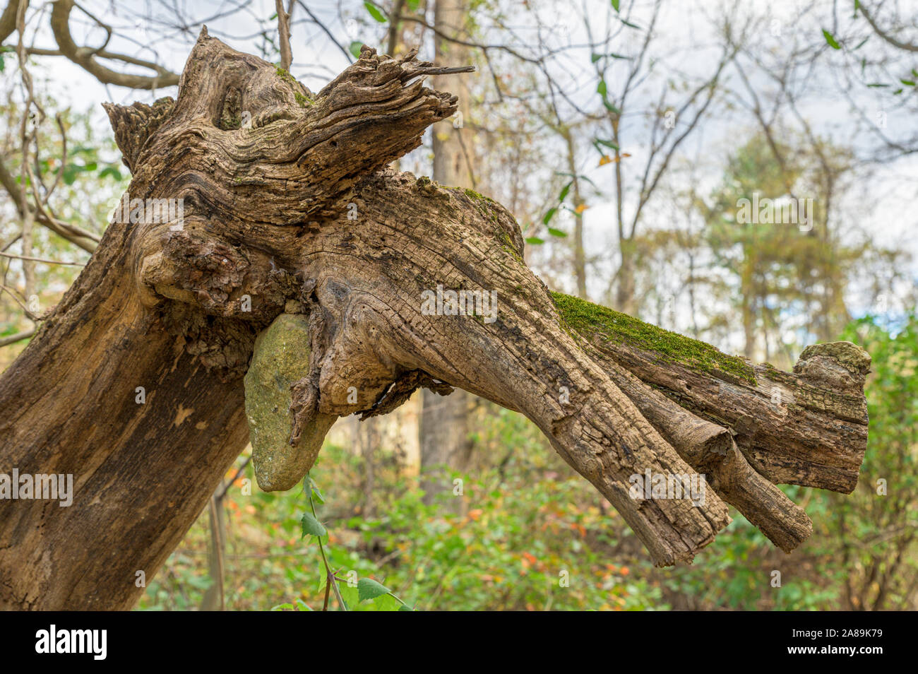 Old broken and sawed off tree trunk on a bright autumn day, in Upstate ...
