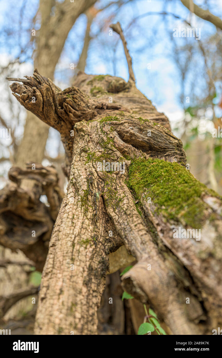 Snapped tree limb hi-res stock photography and images - Alamy