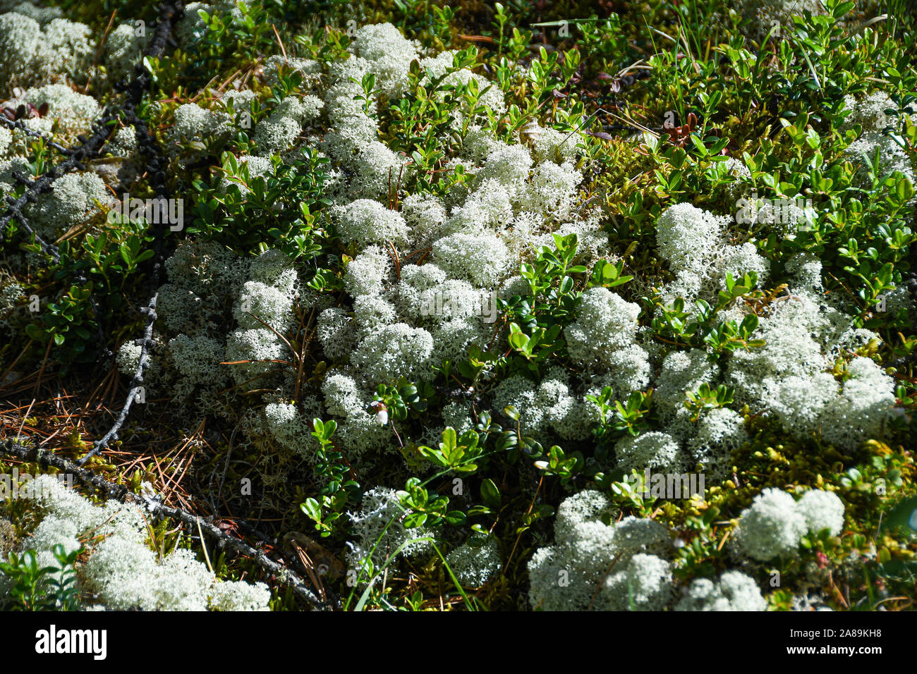 Boreal forest moss hi-res stock photography and images - Alamy