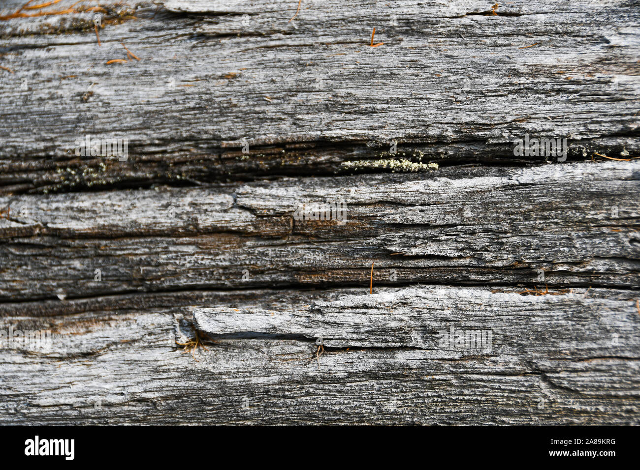 Grey tree hi-res stock photography and images - Alamy