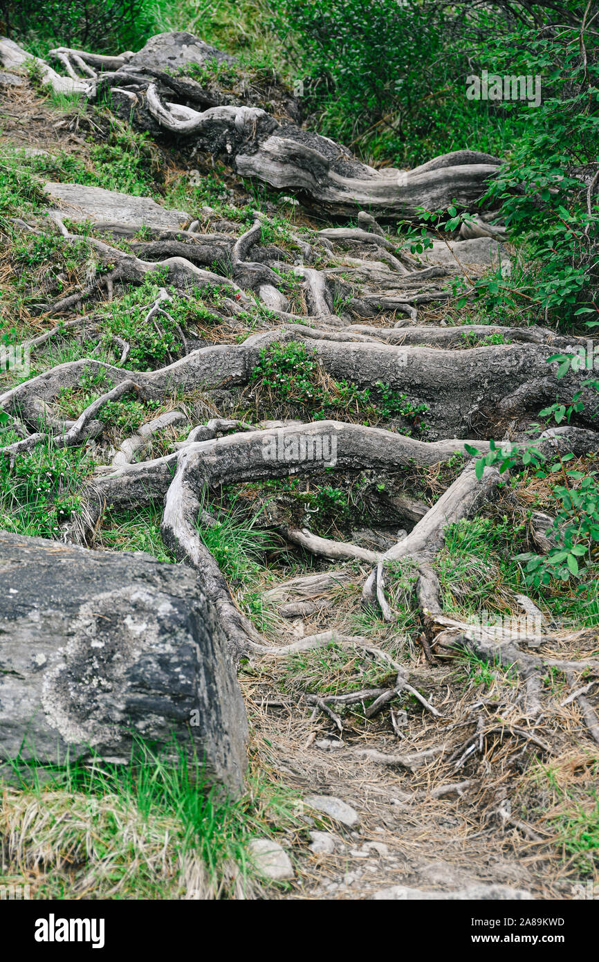 Hiking trail with tree roots in the forest hi-res stock photography and ...