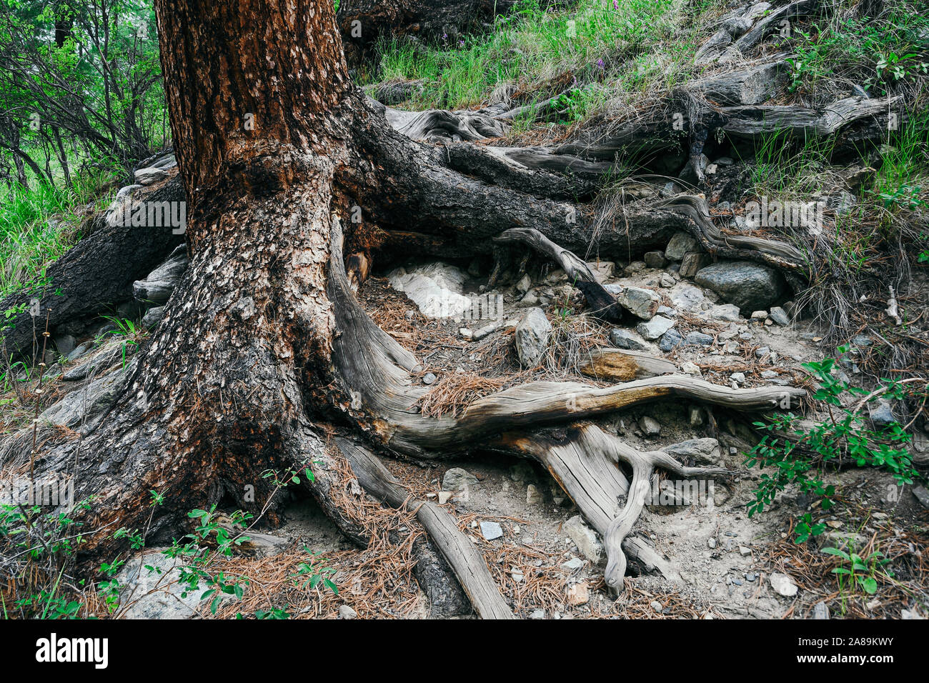 Trees with roots hi-res stock photography and images - Alamy