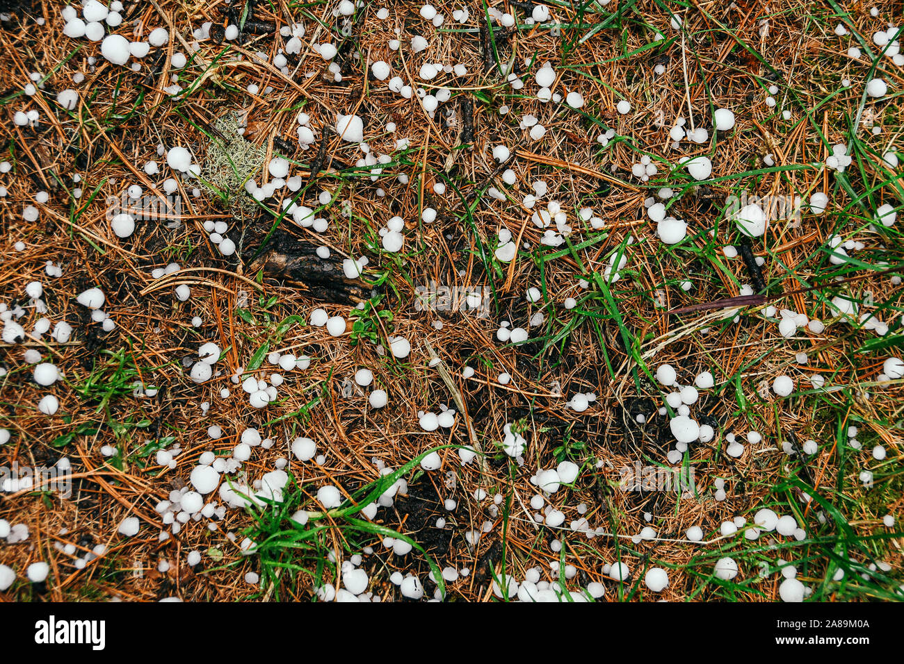 Rain falling tree forest hi-res stock photography and images - Alamy