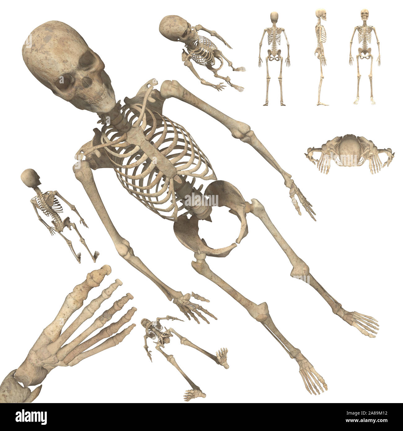 The human skeleton with different angles Stock Photo - Alamy