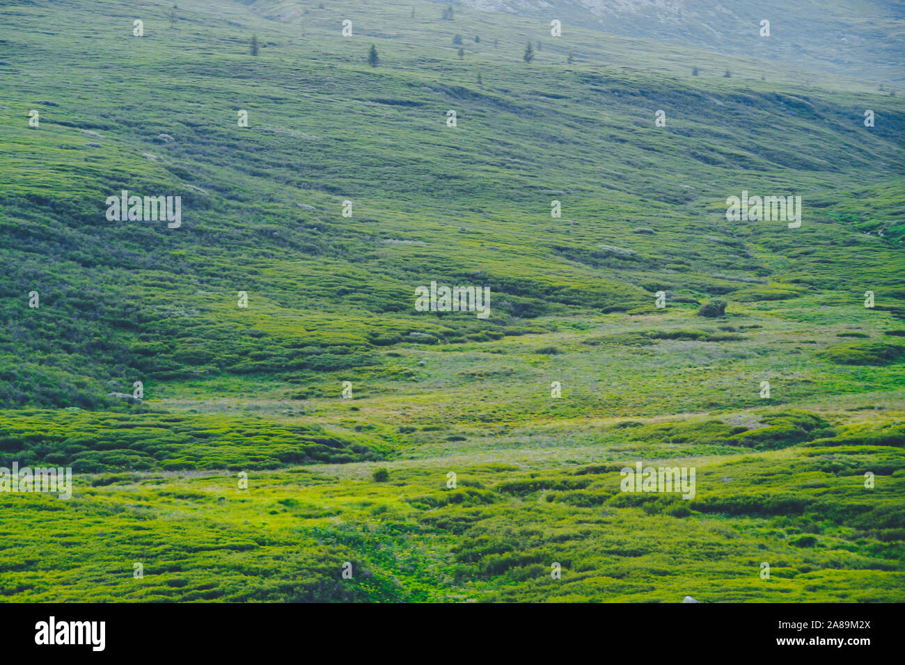 Hills summer hi-res stock photography and images - Alamy