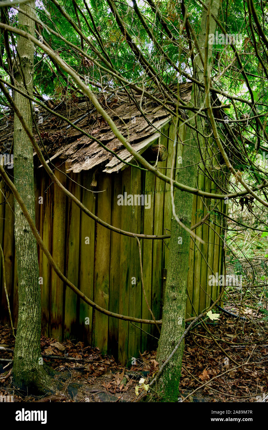 A vertical image of an old shed in among the growing trees on Vancouver ...