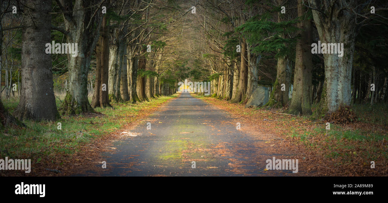 Magical tunnel and pathway through a thick forest with sunlight. The ...
