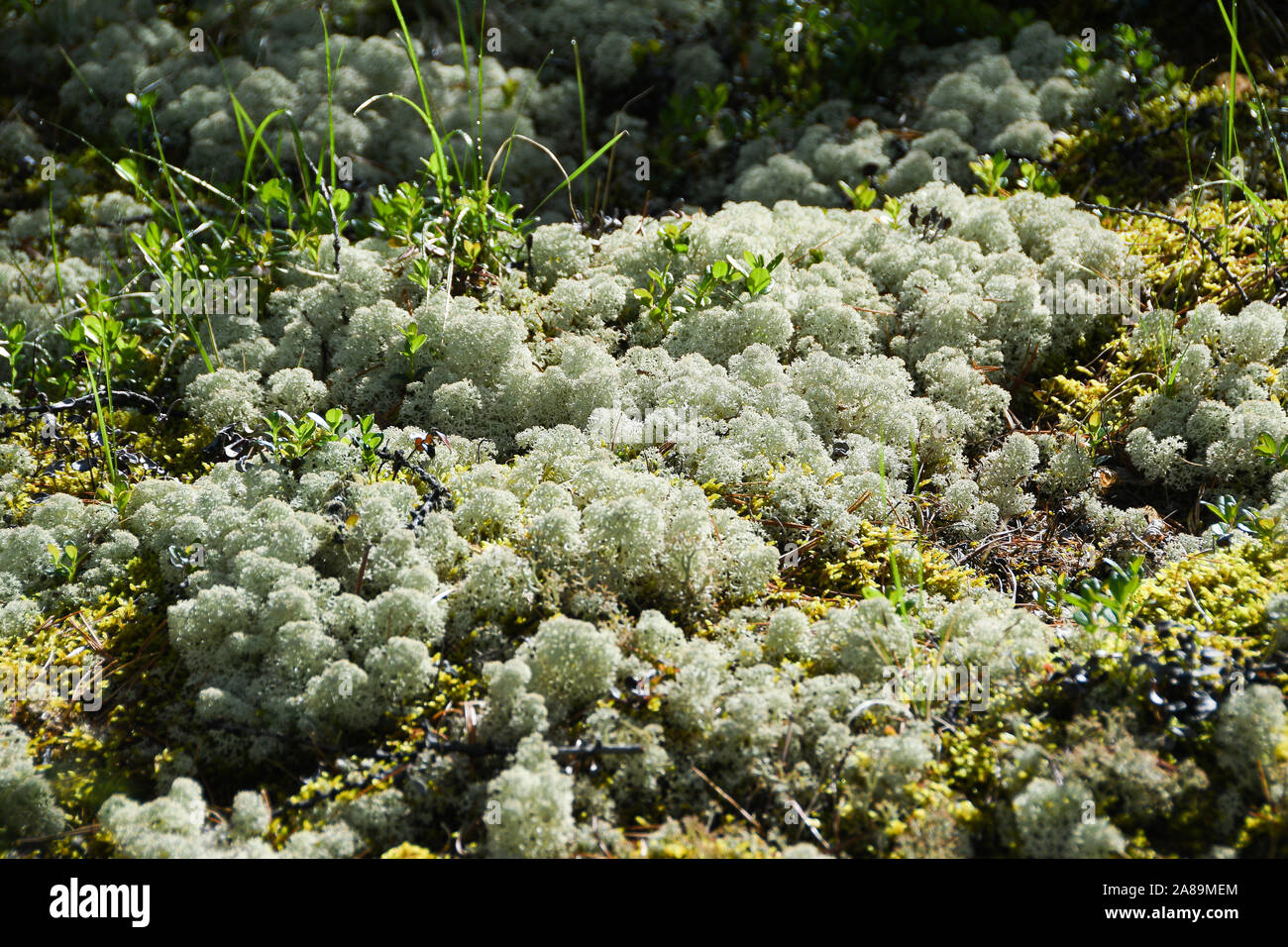 White mossy hill hi-res stock photography and images - Alamy