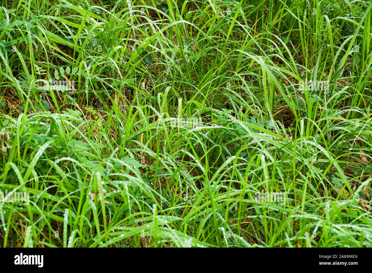 Grass field in forest sunny hi-res stock photography and images - Alamy