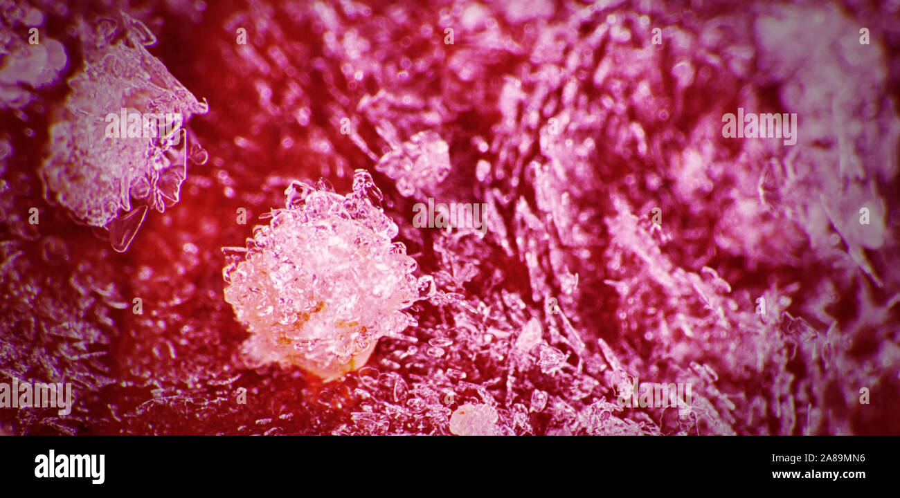 Late autumn. Frozen autumn leaves yellow and red, venation and cells ...