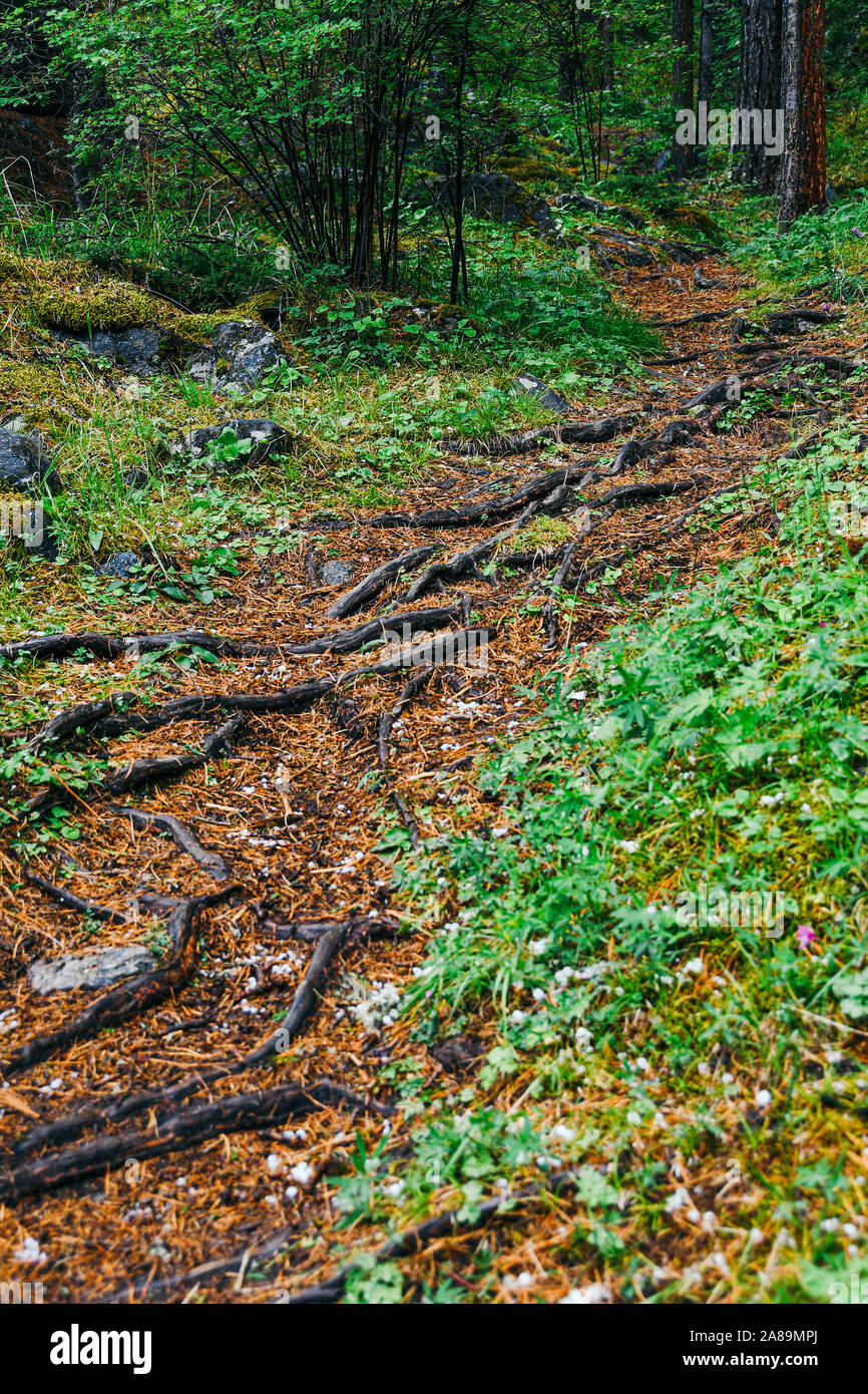 Forest trail with tree roots. Hiking in coniferous forest Stock Photo ...