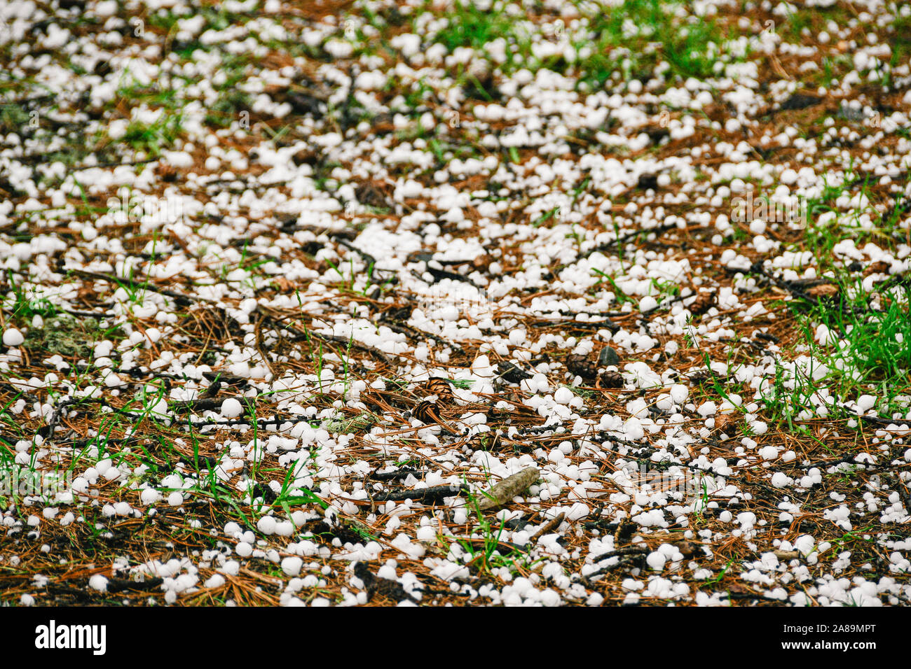 Hail has passed in forest. White hailstones fall on needles Stock Photo ...