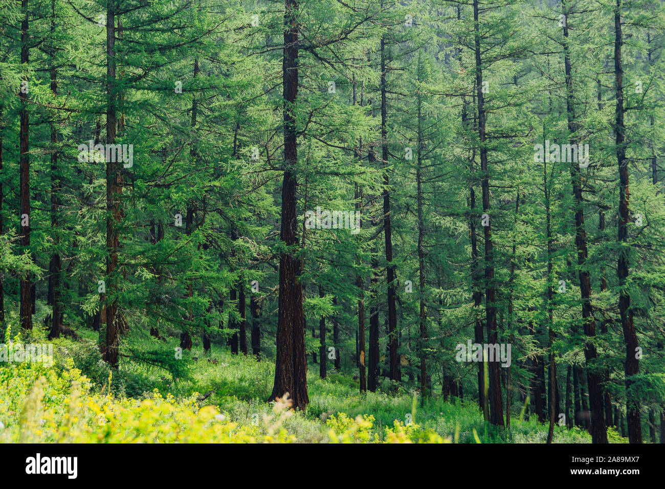 Pine forest on summer day. Hiking in taiga Stock Photo - Alamy