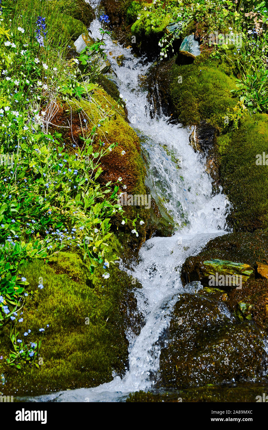 Mountain stream on summer day. Thin stream of river among moss, grass ...