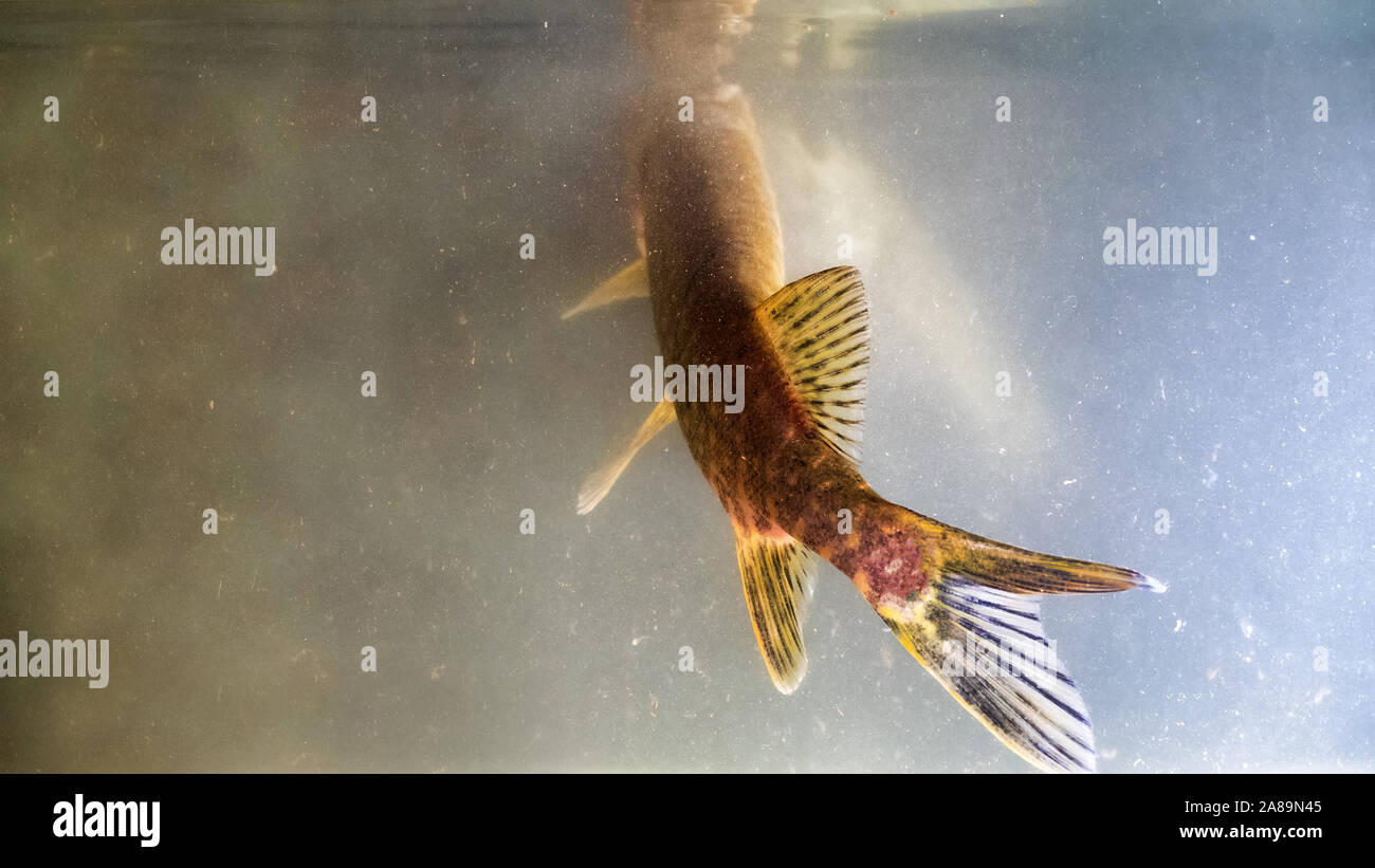 Pike in the stagnant pond with reduced transparency, pike tail Stock ...
