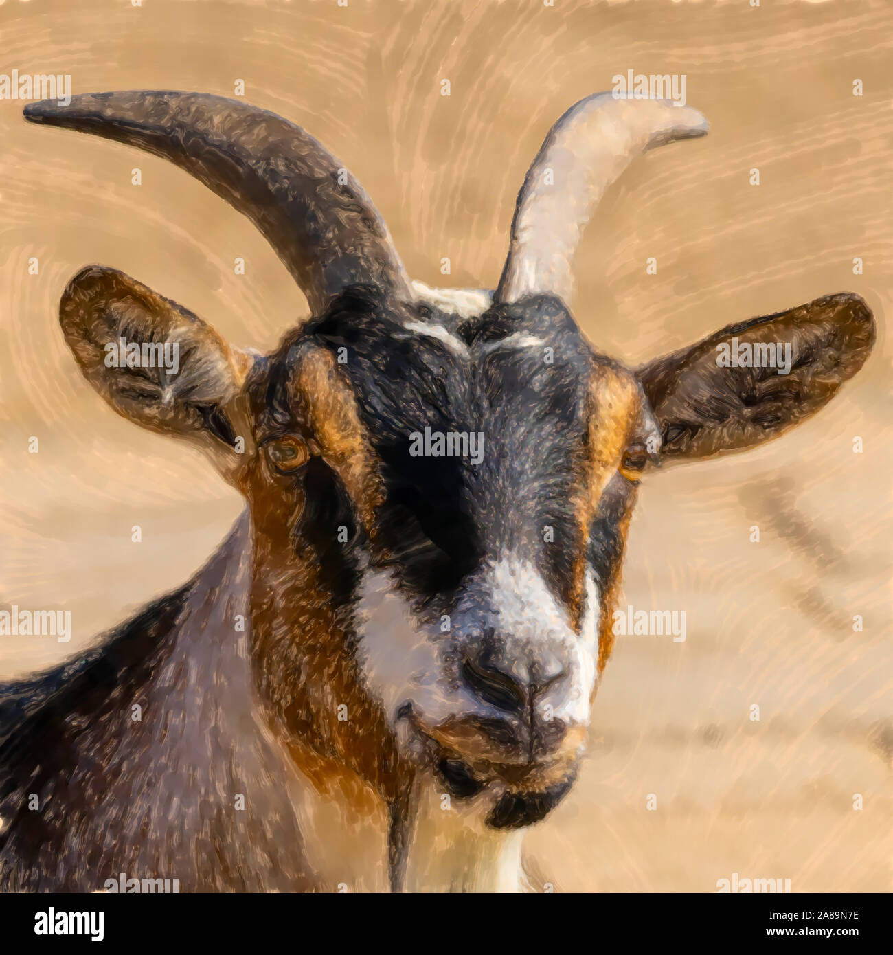 Domestic goat scientific name capra hi-res stock photography and images ...