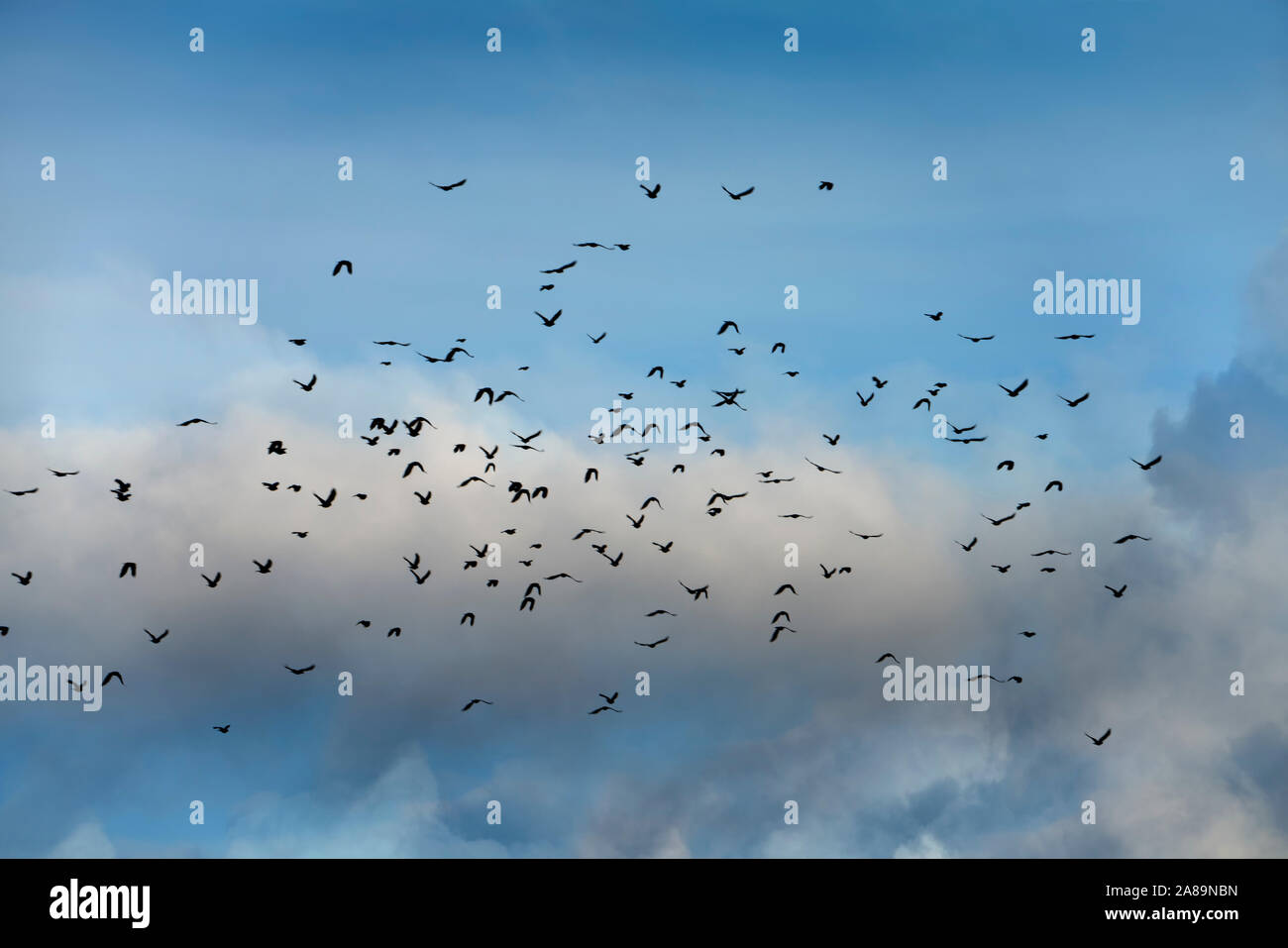 Crows flying hi-res stock photography and images - Alamy