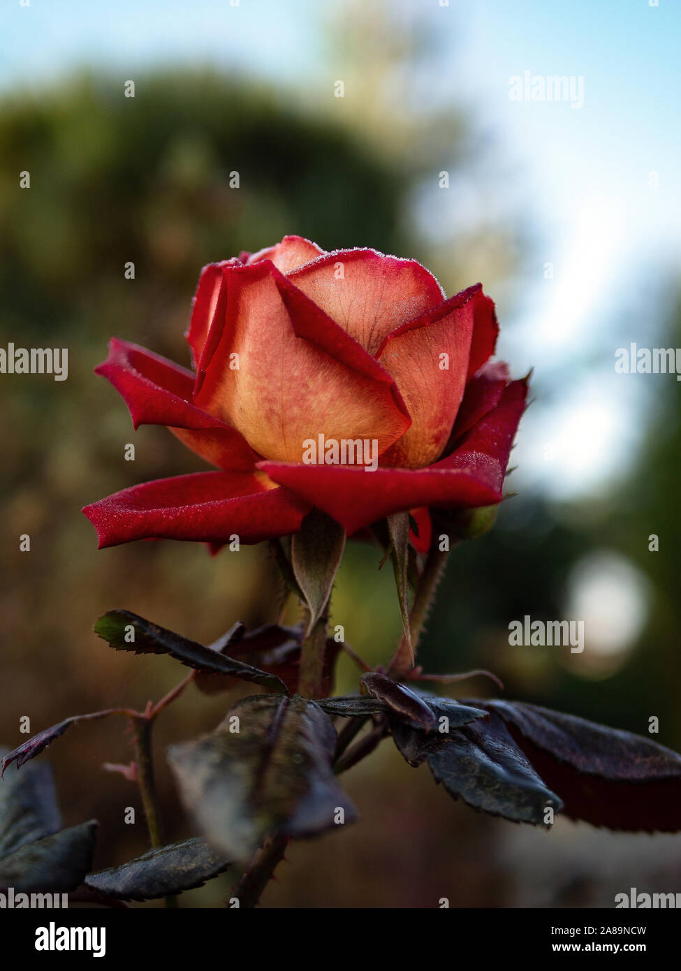 Beautiful Photography Of Roses