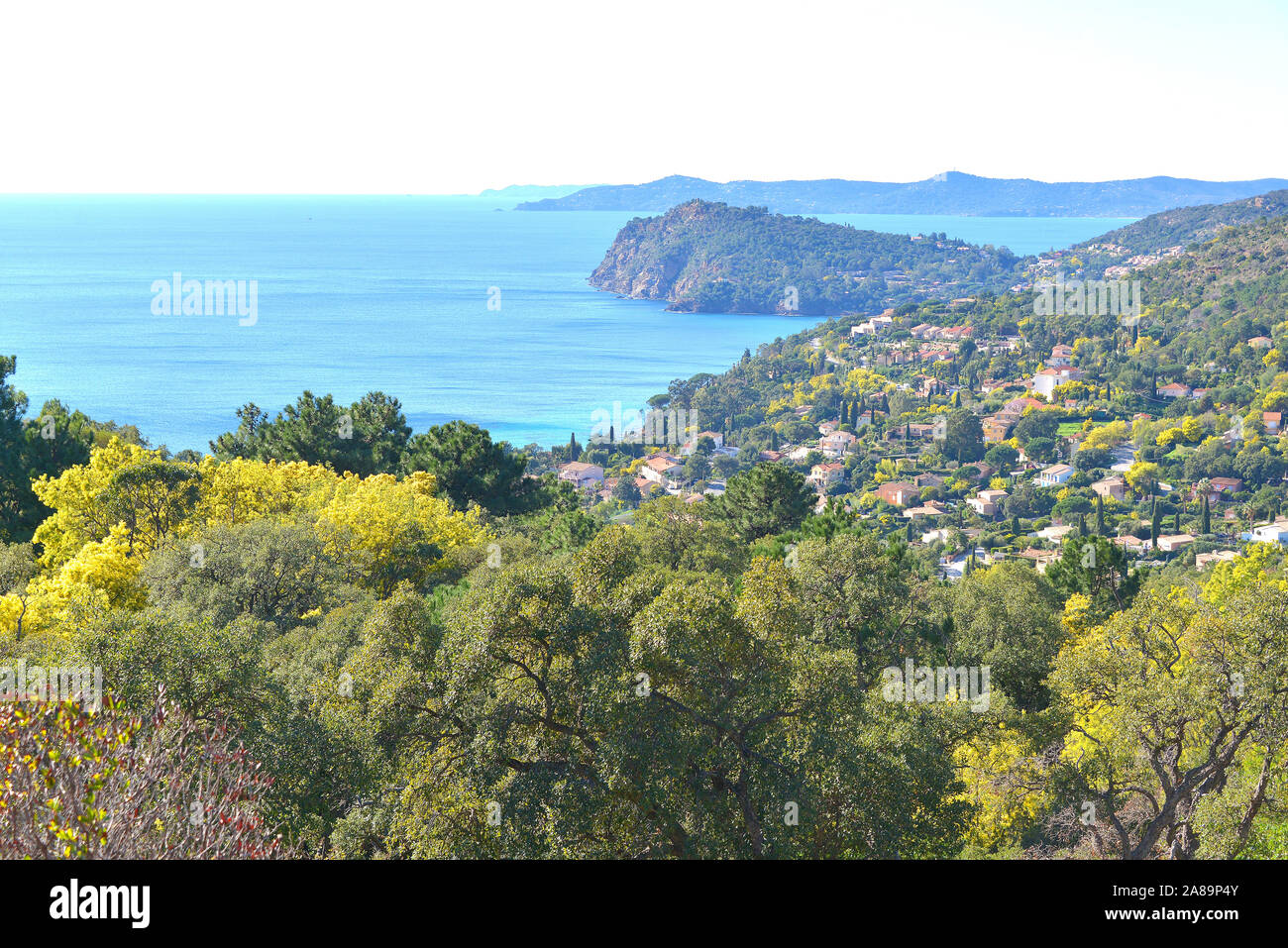 The french riviera with mimosas to cape Nègre near Le Canadel Stock ...